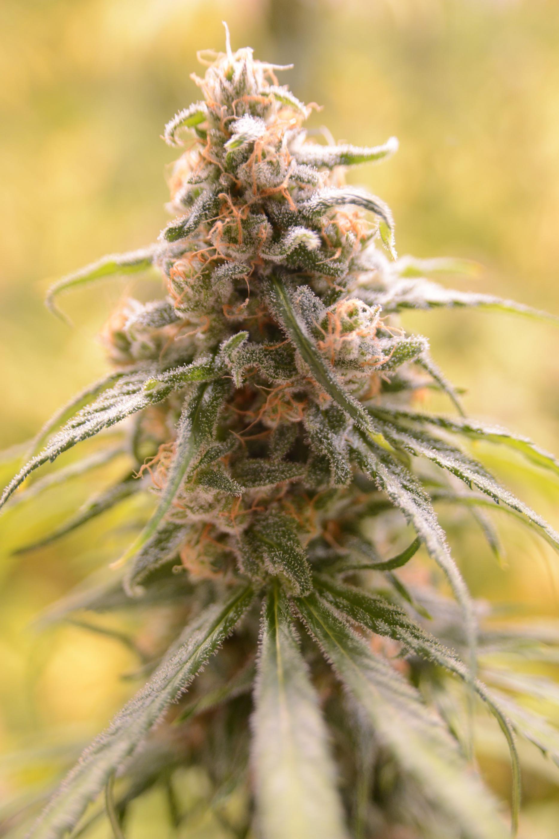 CBD Afghani - Cannabis Seeds | Great Gardener
